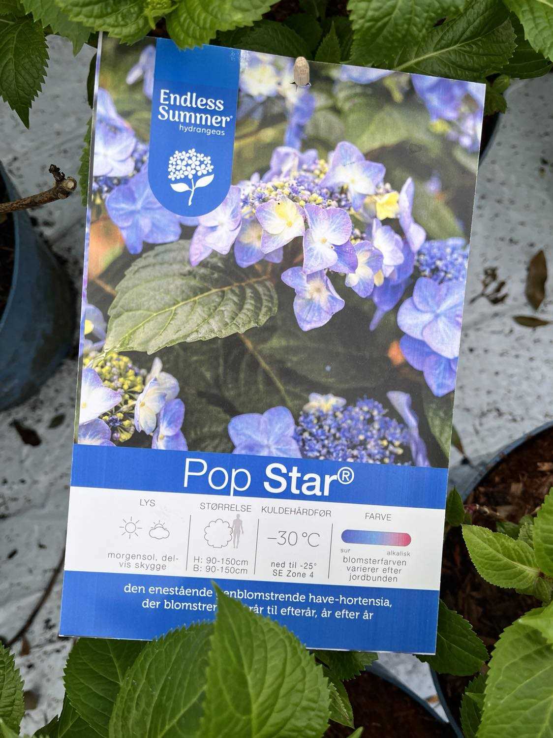 Hortensia Endless Summer `Pop Star`