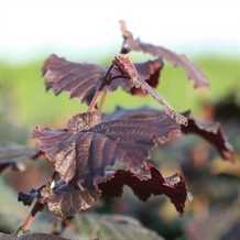 Planter til hele haven - Vælg kvalitet og nydelighed!