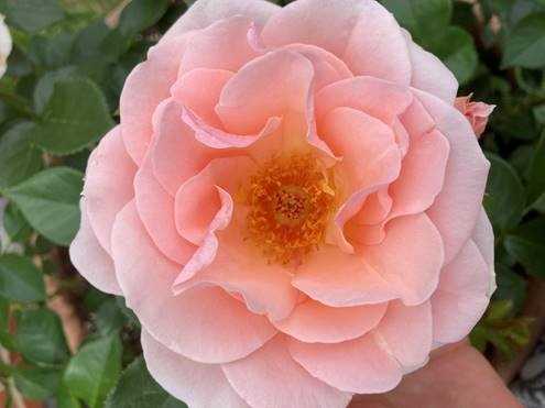 Rose - Royal Estelle Plant’n’Relax