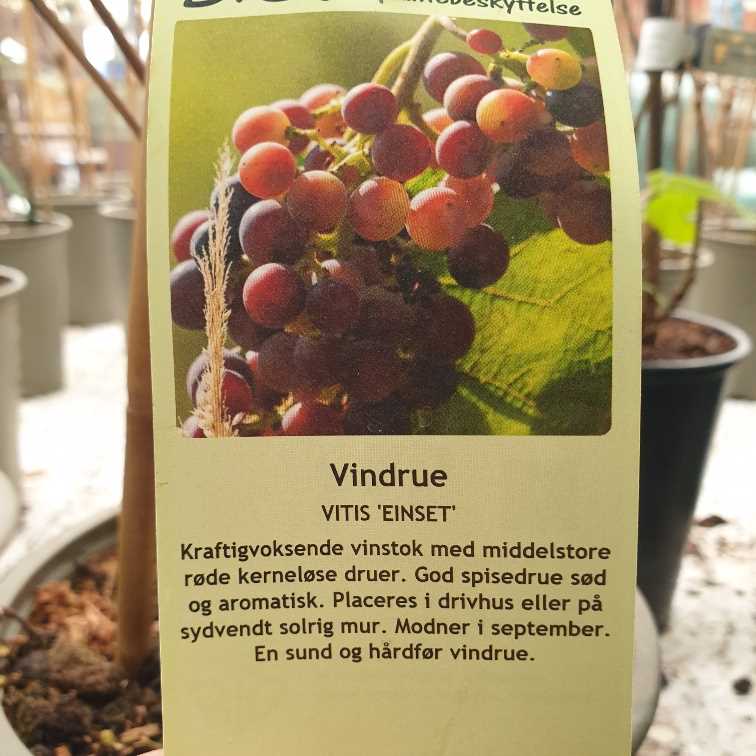 Vin 'Einset' Giver Røde kerneløse druer