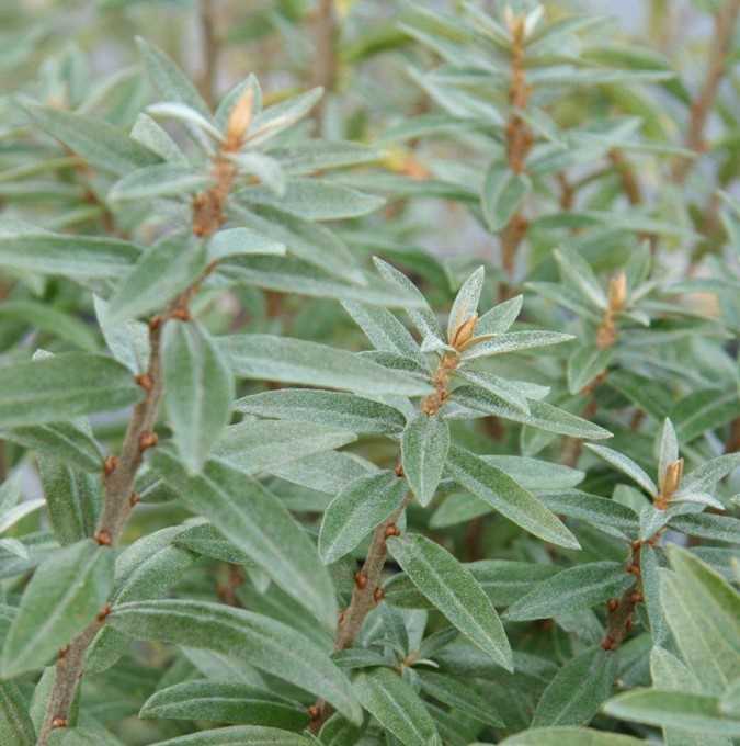 Havtorn Lav prydplante