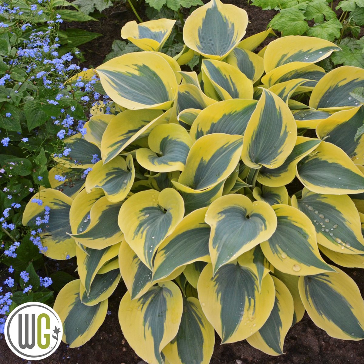 HOSTA 'AUTUMN FROST'
