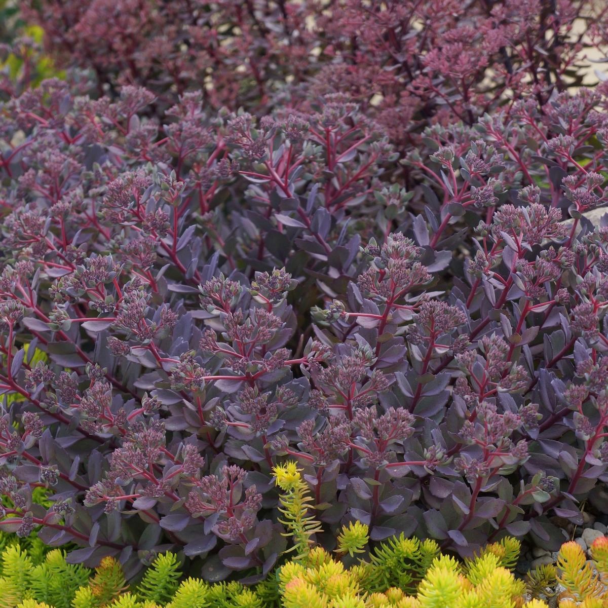 Stenurt (sedum) 3 l. potte