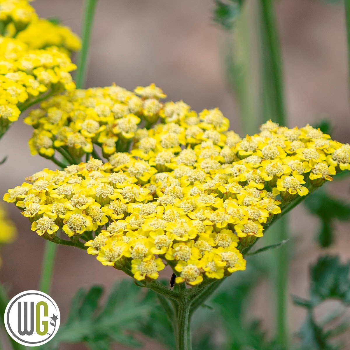 ACHILLEA 'SASSY SUMMER LEMON'®'