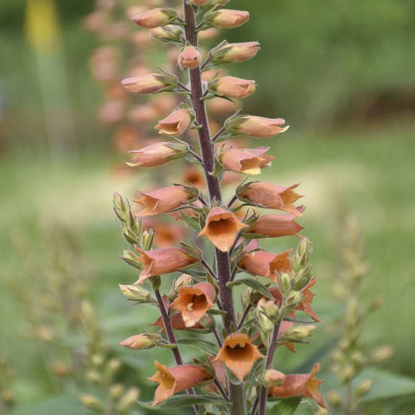 DIGIPLEXIS® ’FIRECRACKER’'