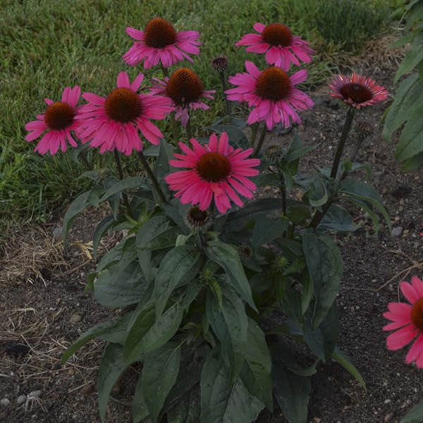 ECHINACEA 'CORAL CRAZE'®'
