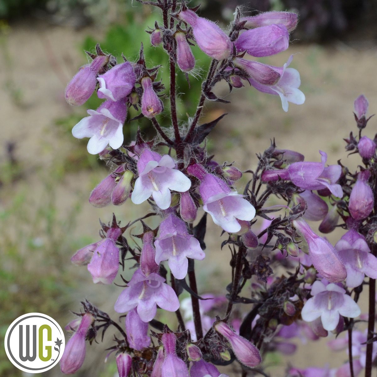 PENSTEMON 'MIDNIGHT MASQUERADE'®'