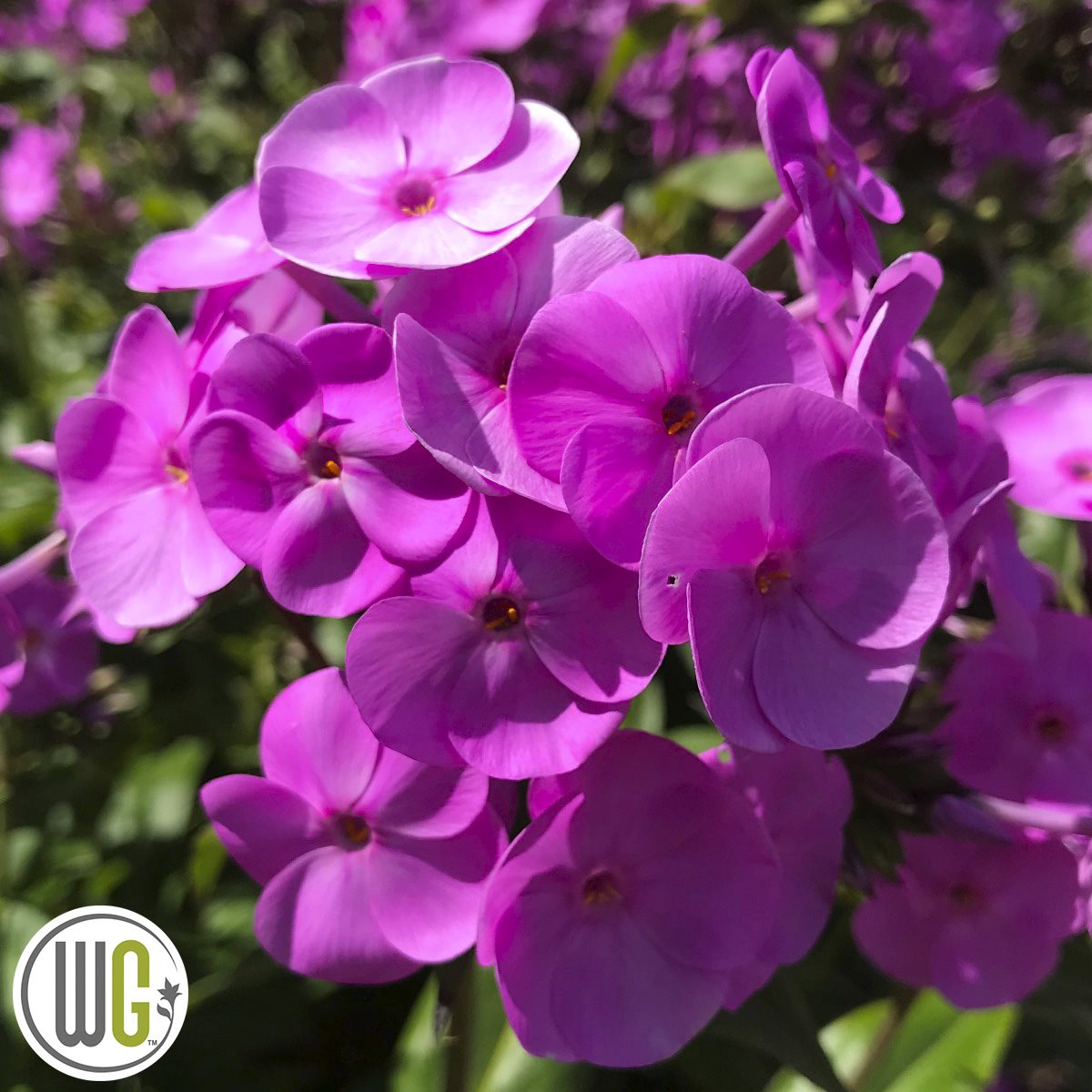 PHLOX 'EARLY FLAMINGO'®'