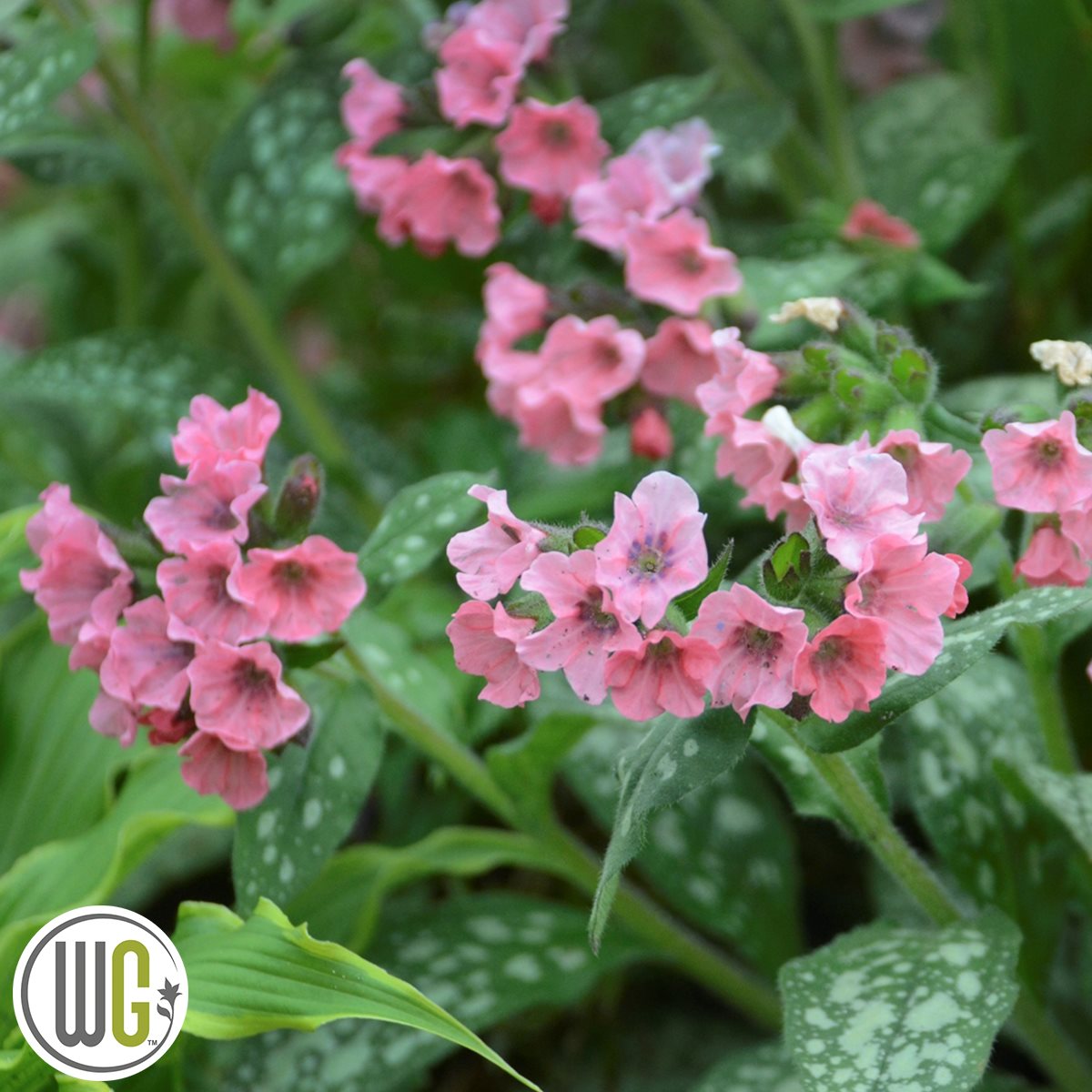 PULMONARIA 'PRETTY IN PINK''